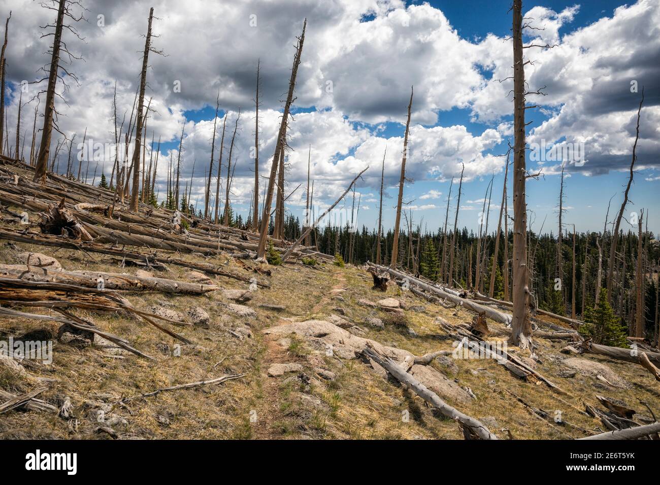 Landscape after a Forest Fire in Colorado Stock Photo - Alamy