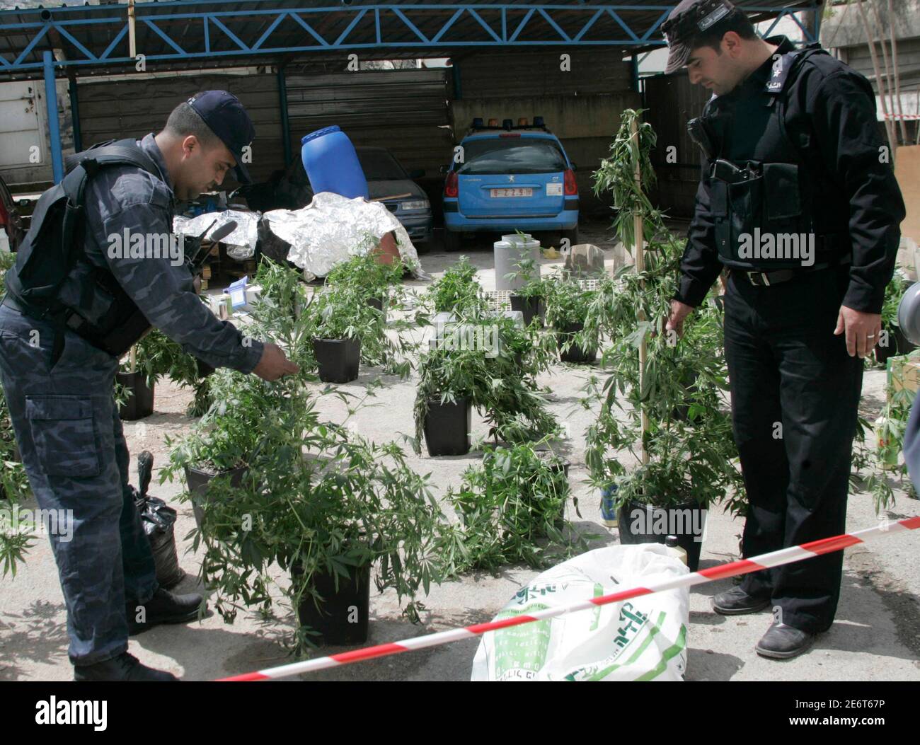Confiscated marijuana plants hi-res stock photography and images - Alamy