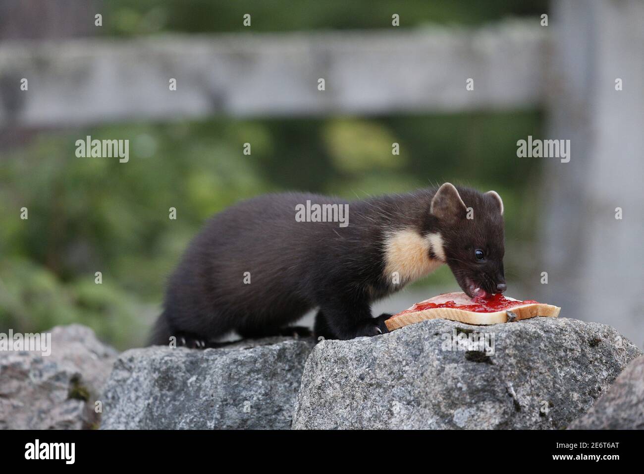 Eating recovery hi-res stock photography and images - Alamy