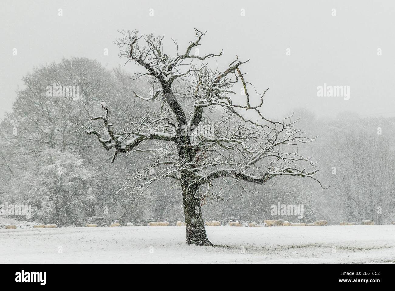 Tree blizzard hi-res stock photography and images - Alamy