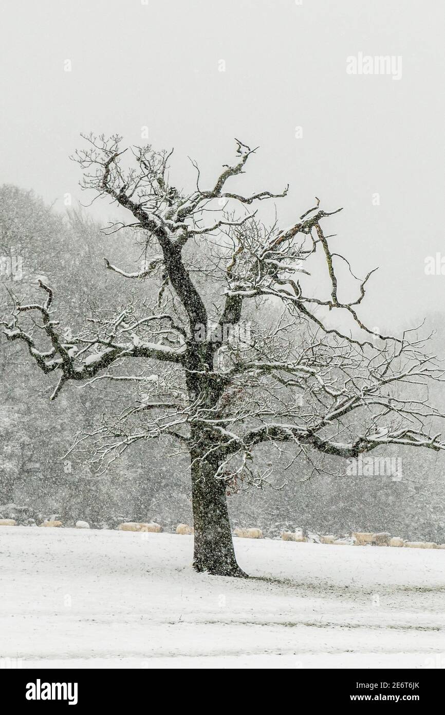 Tree blizzard hi-res stock photography and images - Alamy