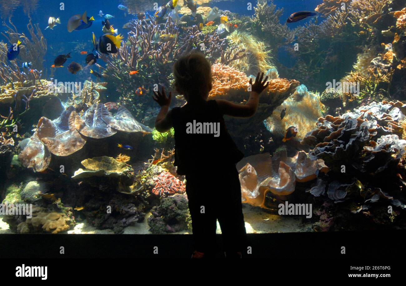 Laurel reef hi-res stock photography and images - Alamy
