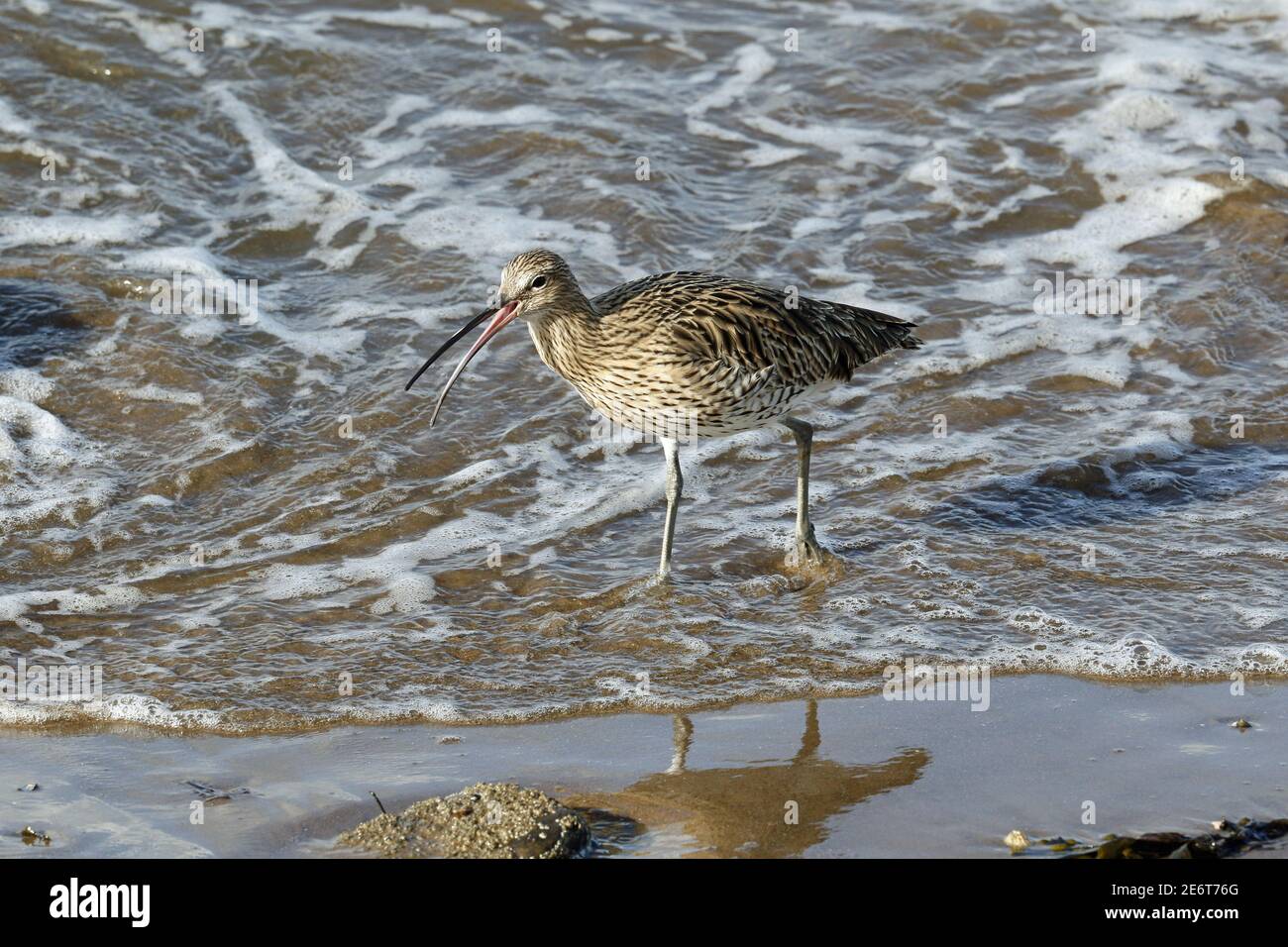 Bird with conservation status hi-res stock photography and images - Alamy