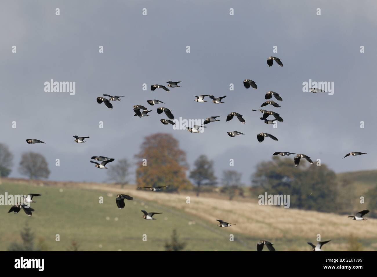 Lapwing flying field hi-res stock photography and images - Alamy