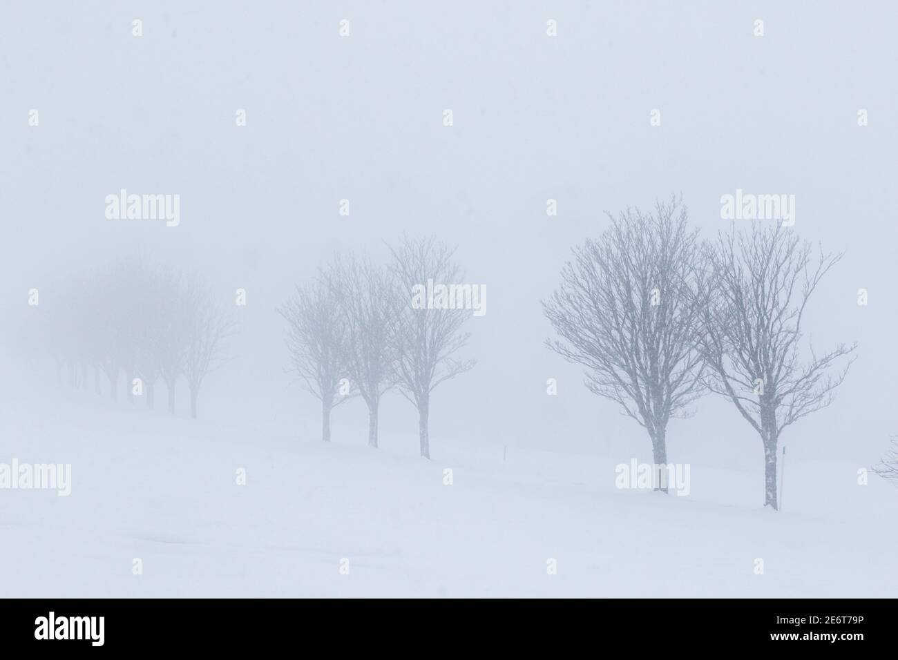A row of trees in the snow Stock Photo - Alamy