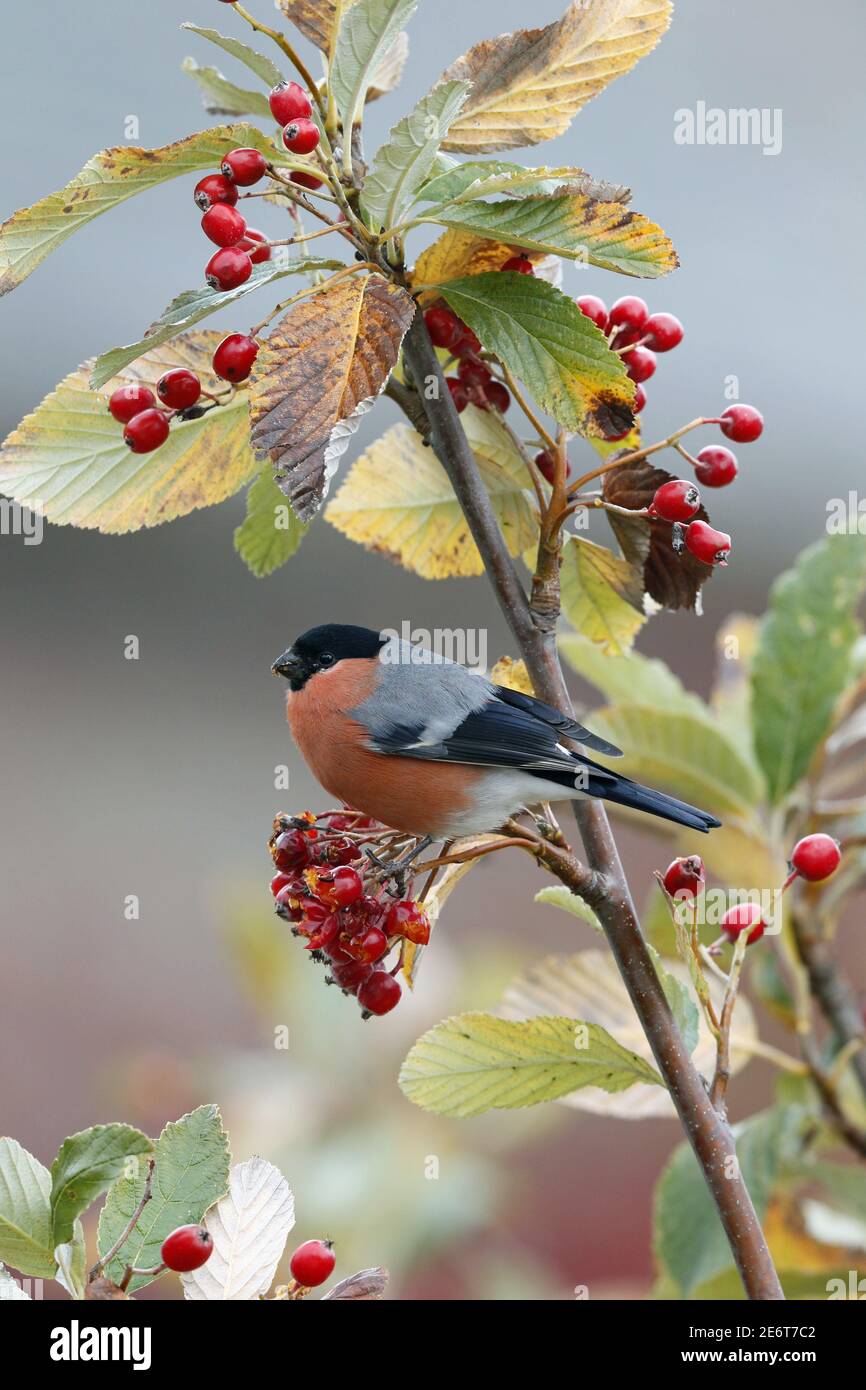 Finch berries hi-res stock photography and images - Alamy