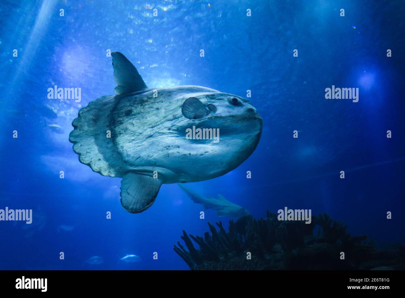 Ocean sunfish mola mola in hi-res stock photography and images - Alamy