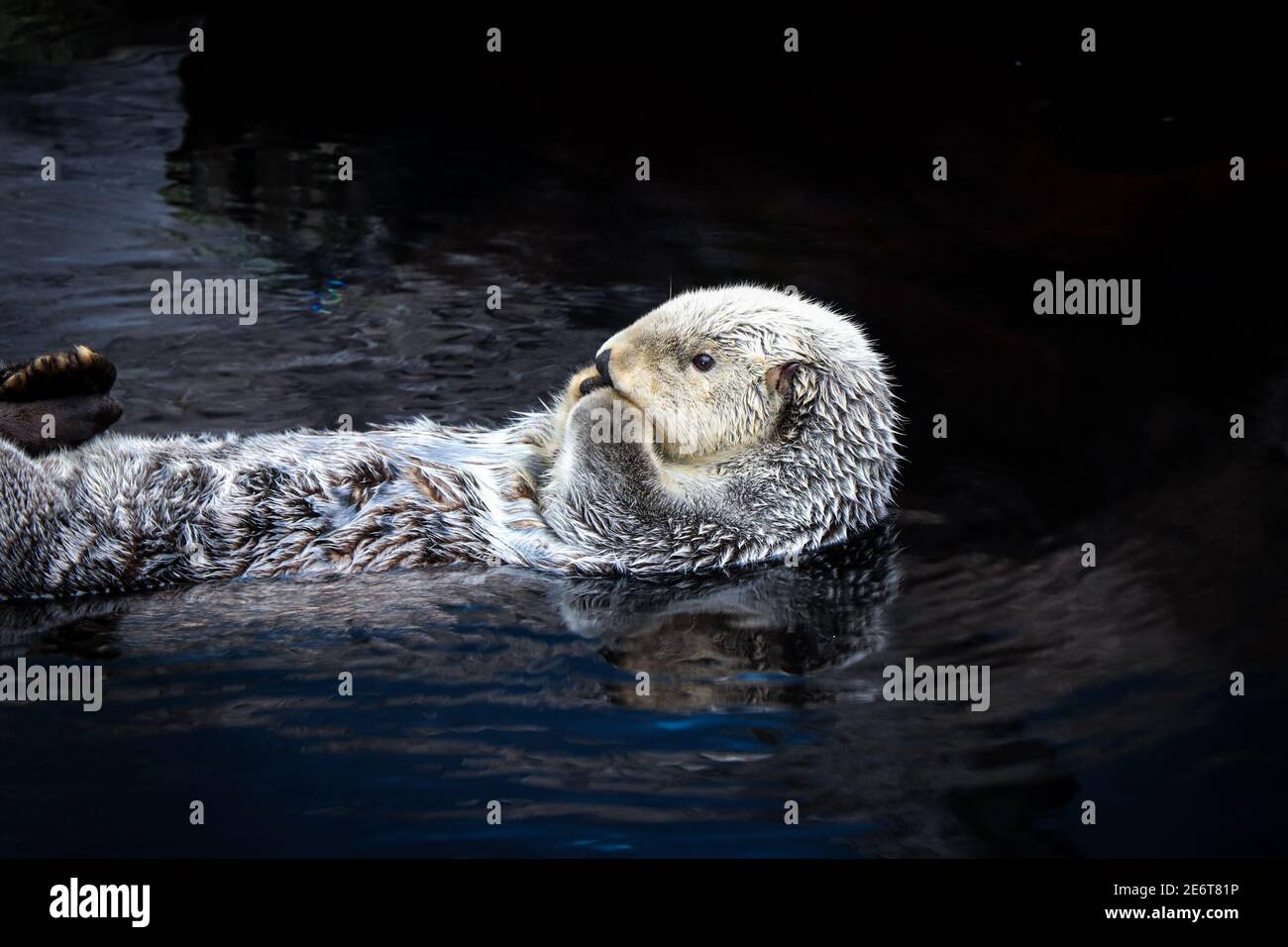 Sea otter floating in the water Stock Photo - Alamy