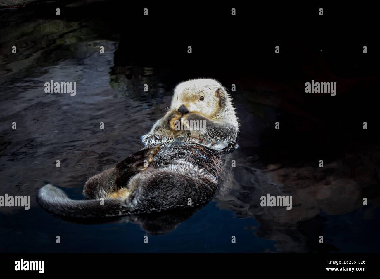 Baby sea otter cute hi-res stock photography and images - Alamy