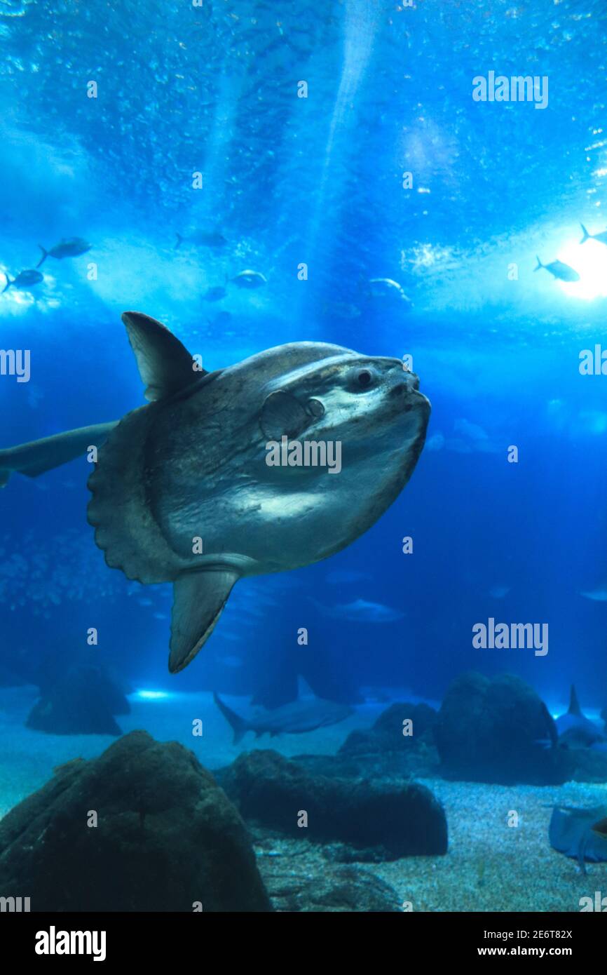 sunfish or common mola (Mola mola) swiming in the ocean Stock Photo - Alamy