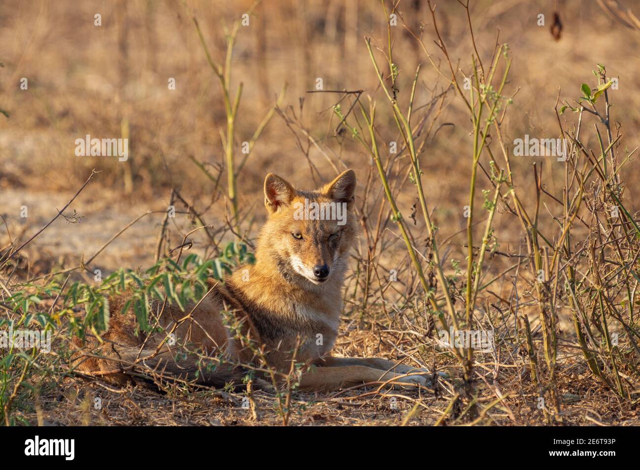 Jackal eye to eye hi-res stock photography and images - Alamy