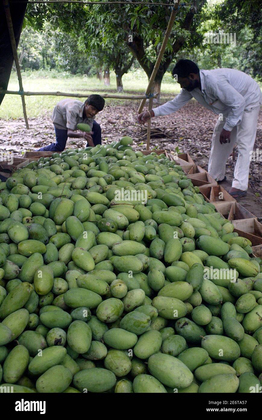 Mango Orchard High Resolution Stock Photography and Images - Alamy