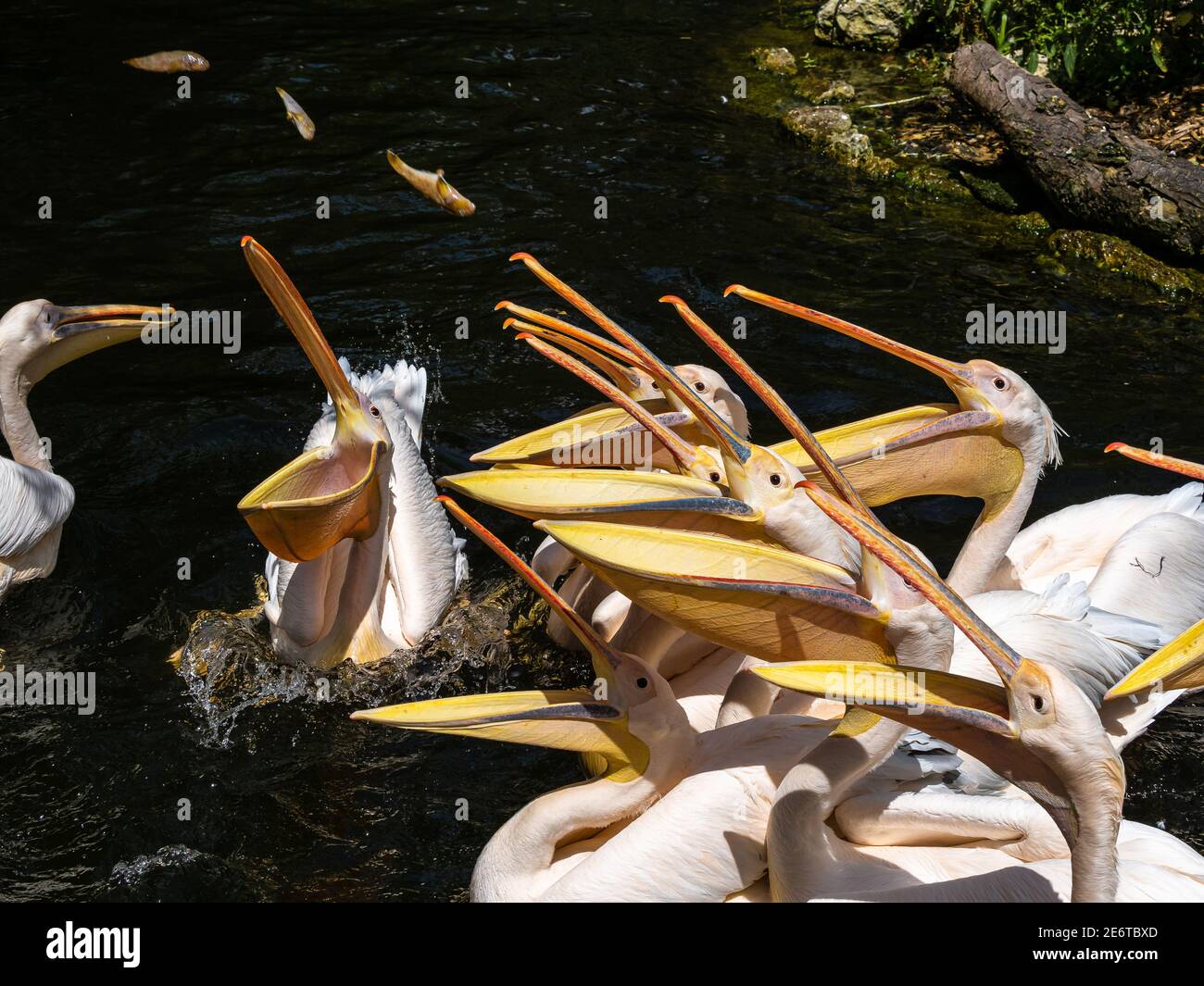 The Great White Pelican, Pelecanus onocrotalus also known as the rosy pelican is a bird in the ...