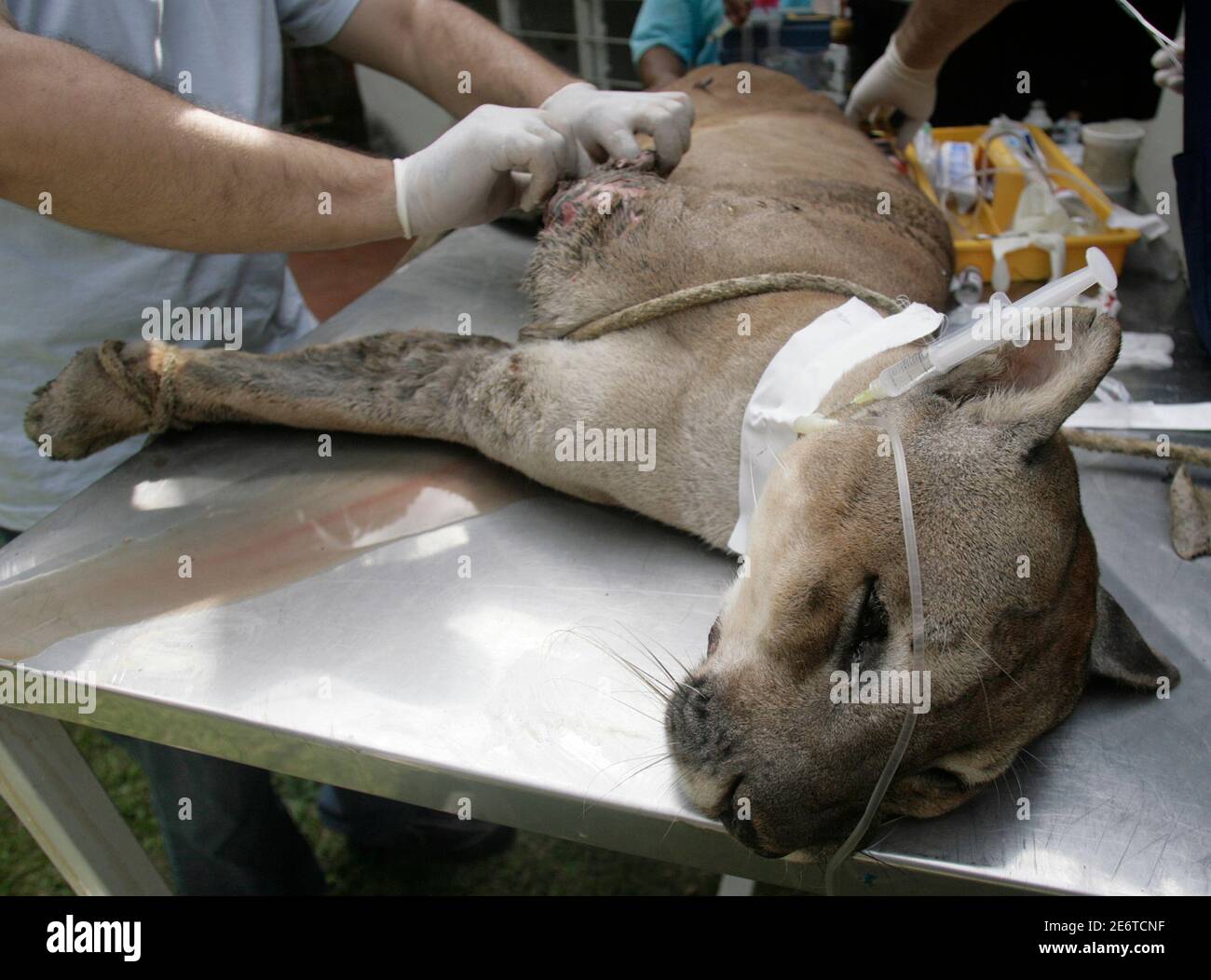 Puma human hand hi-res stock photography and images - Alamy