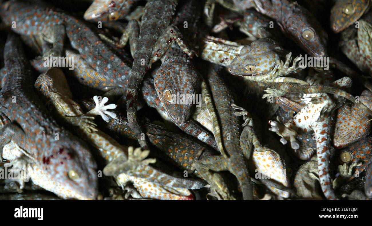 Asian geckos hi-res stock photography and images - Alamy