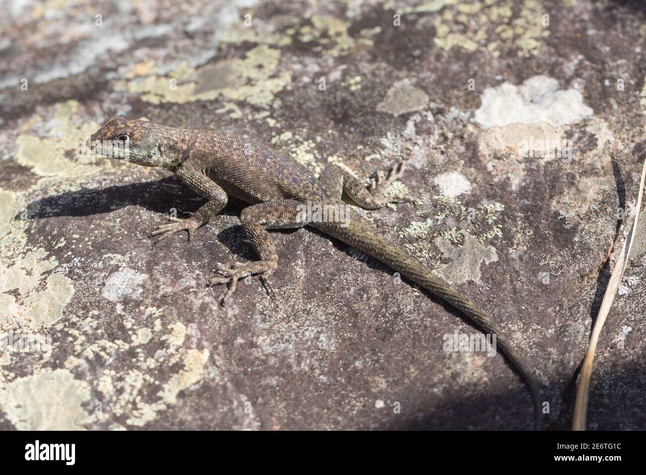 American fauna hi-res stock photography and images - Alamy