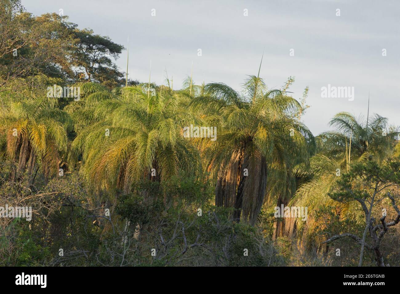 Landscape close to the Rio Cipo in the Serra do Cipo Nationalpark in ...