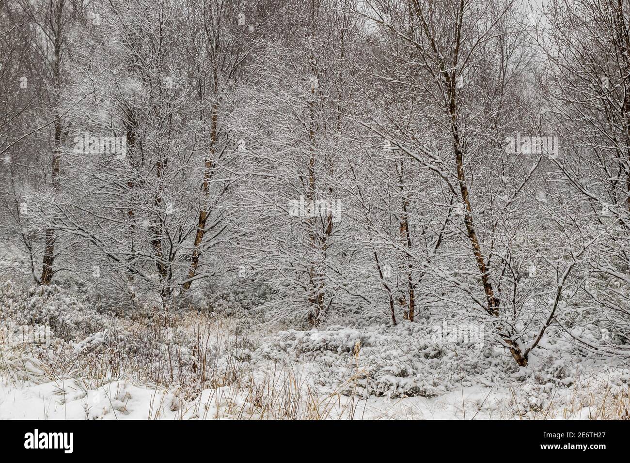 Snow covers the landscape, Yorkshire UK Stock Photo - Alamy