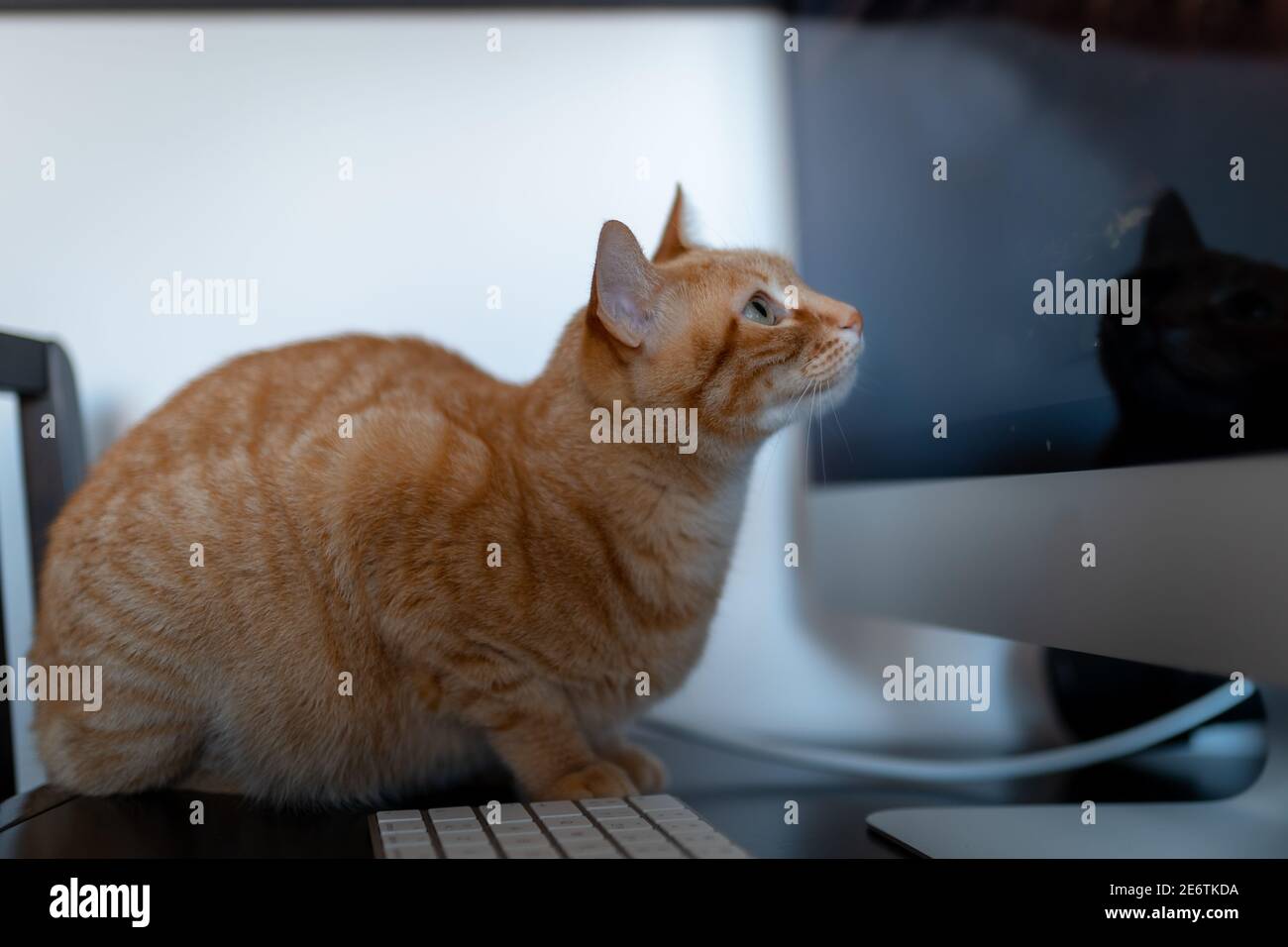 close up. brown tabby cat sitting on a keyboard looks at the computer ...
