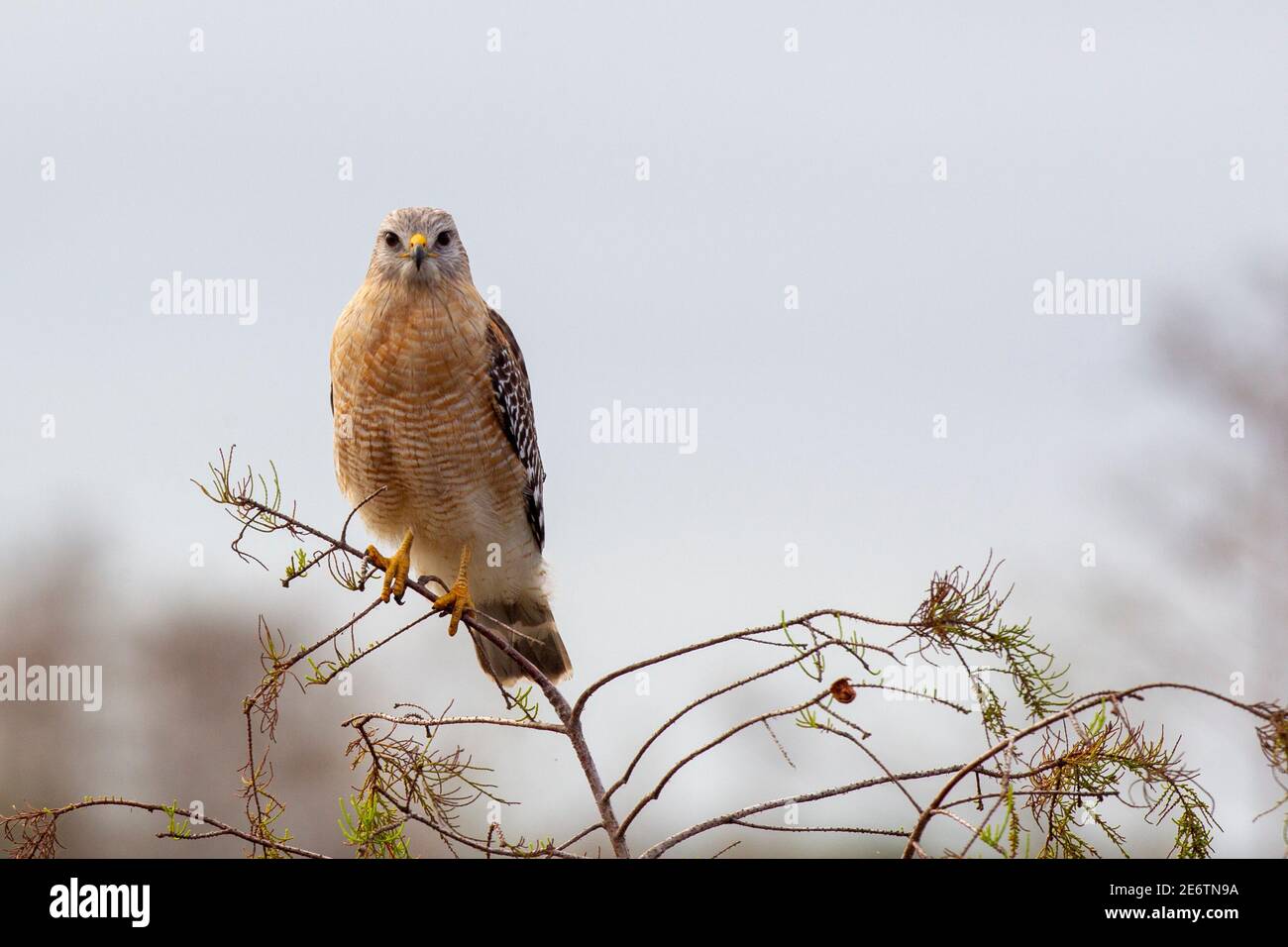 Red-Shouldered Hawk in Everglades National Park near Homestead Florida ...