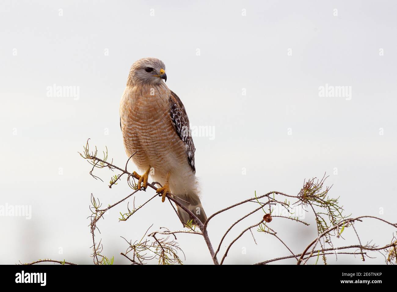 North american red shouldered hawk hi-res stock photography and images ...