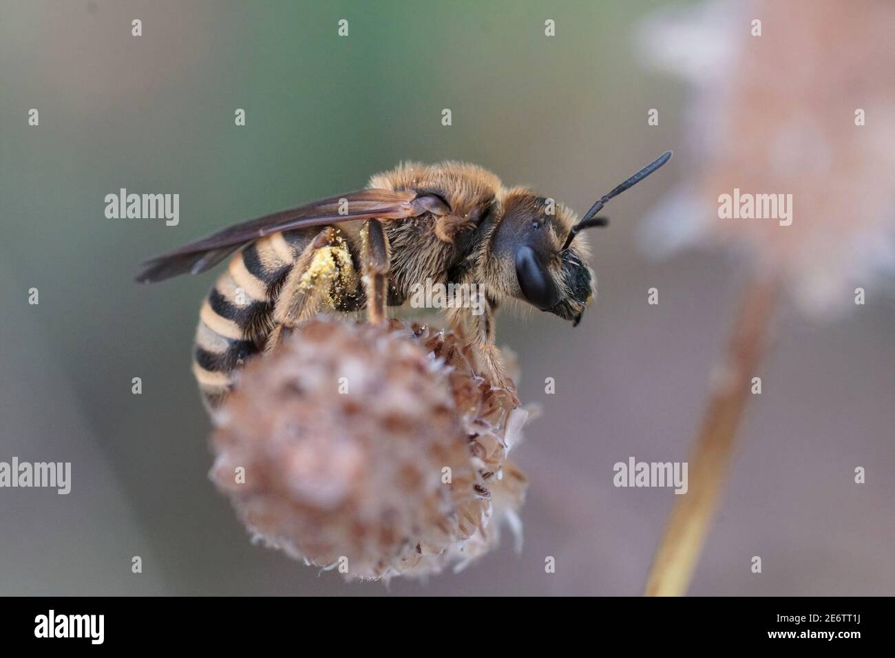 Close up of a female great banded furrow bee, Halictus scabiosae Stock ...