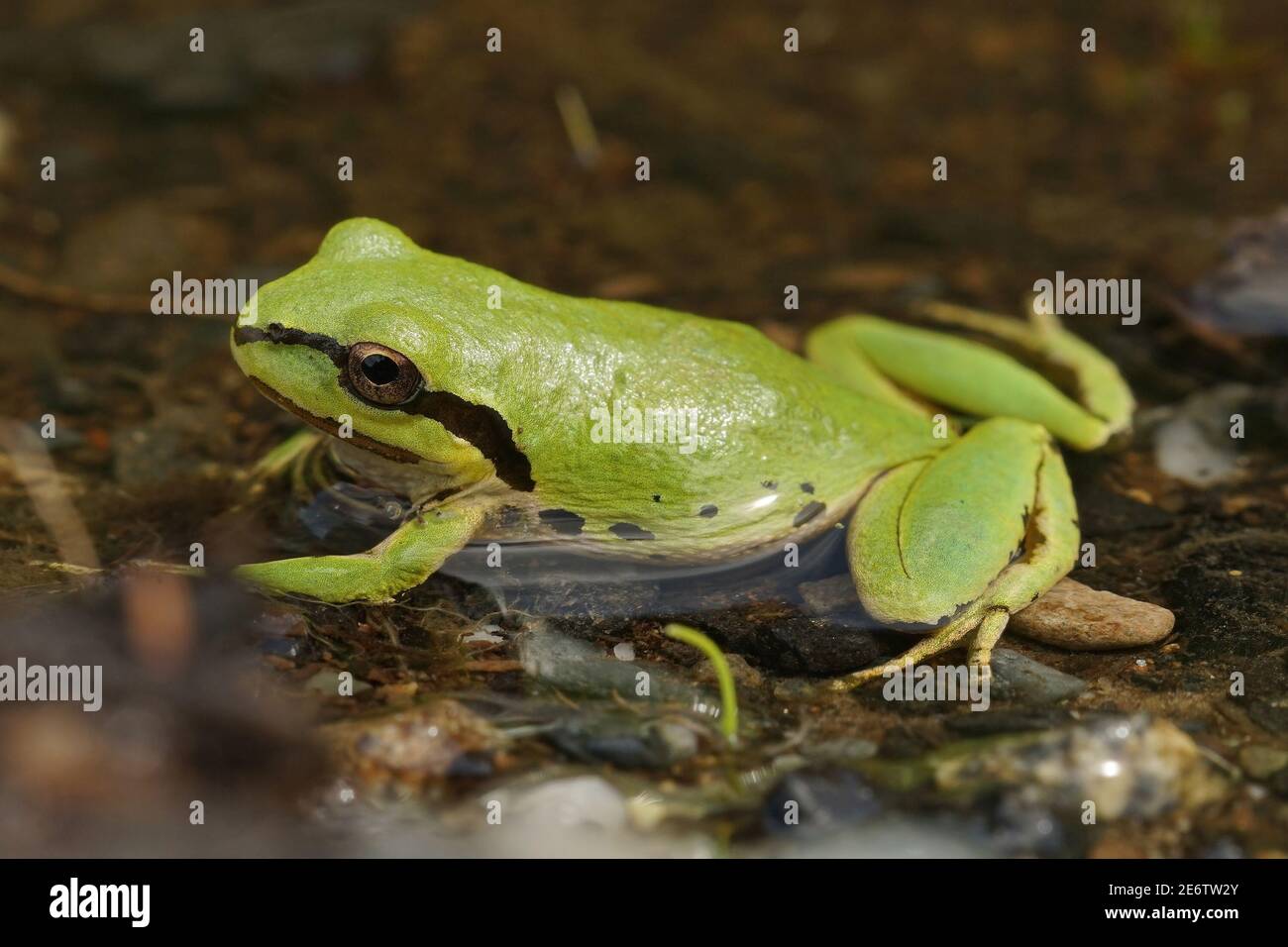 Pacific treefrog hi-res stock photography and images - Alamy