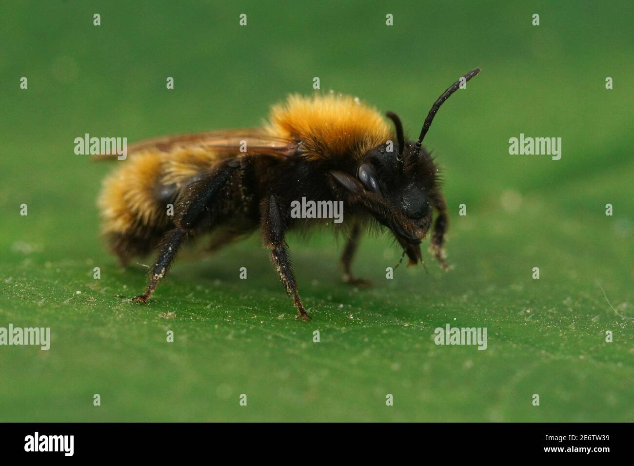 Tawny mining bees hi-res stock photography and images - Alamy
