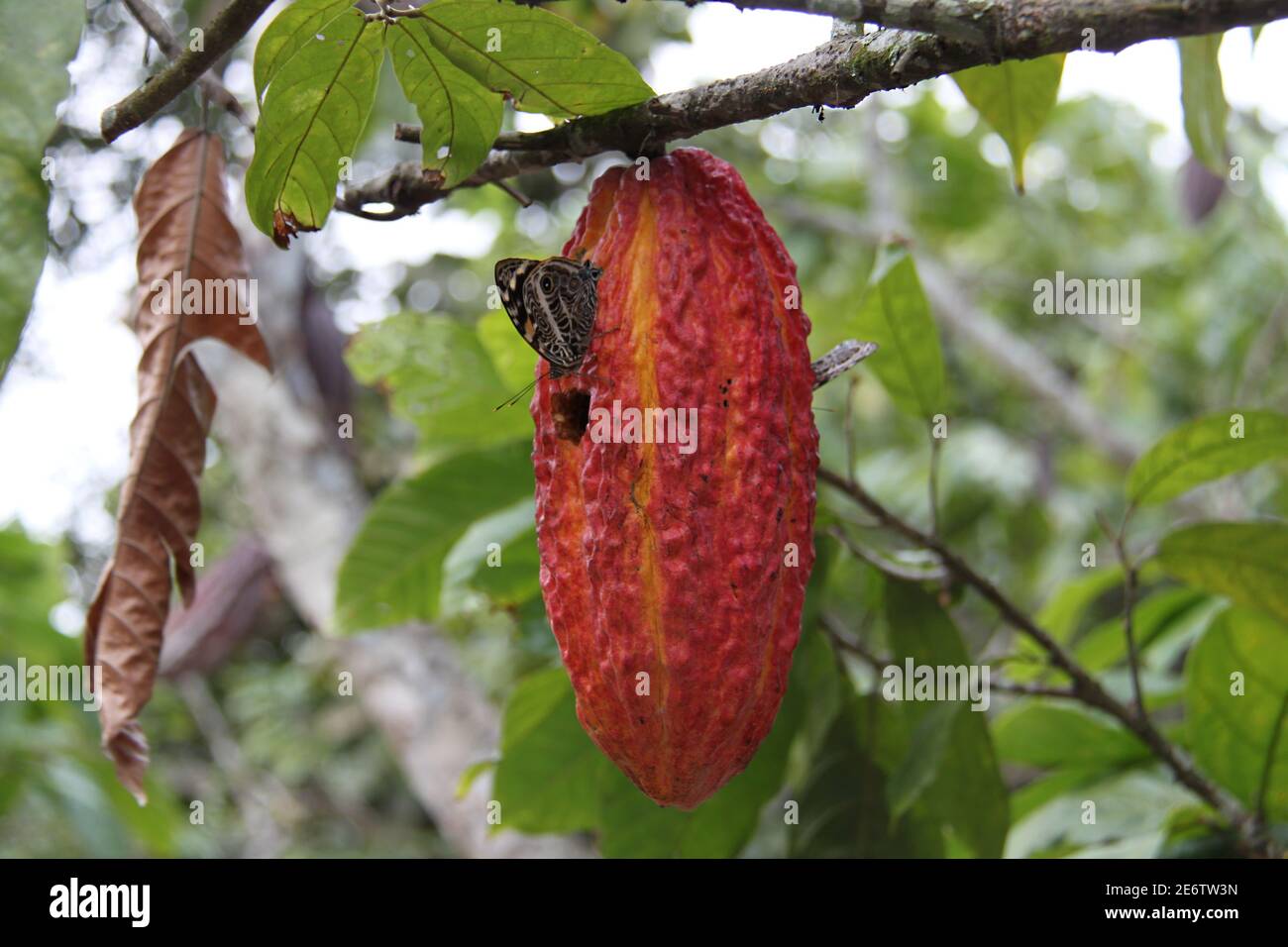 Cocoa in ecuador hi-res stock photography and images - Alamy