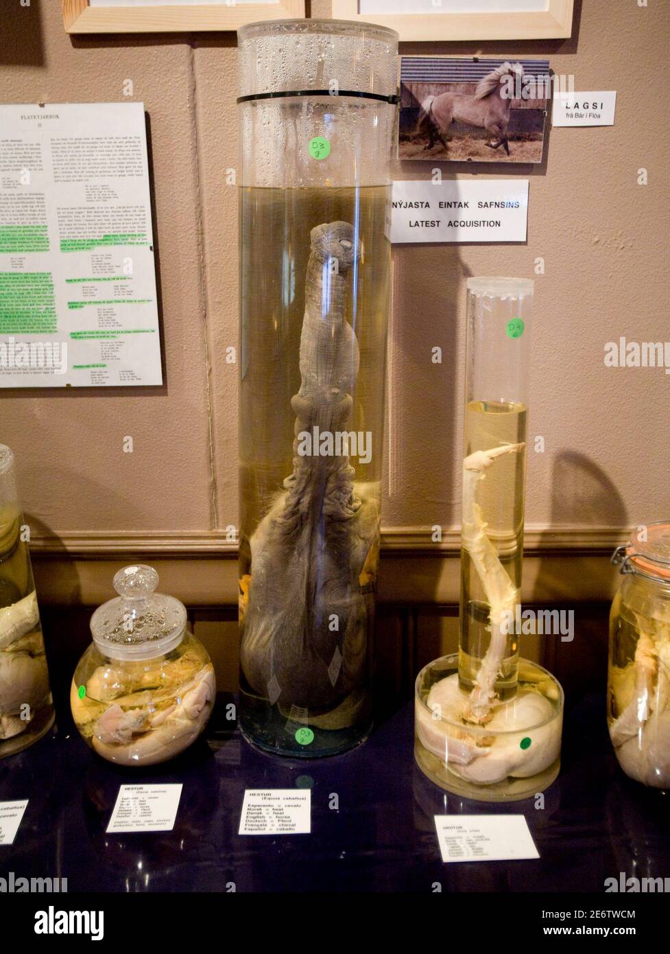 Icelandic phallological museum, iceland hi-res stock photography and ...