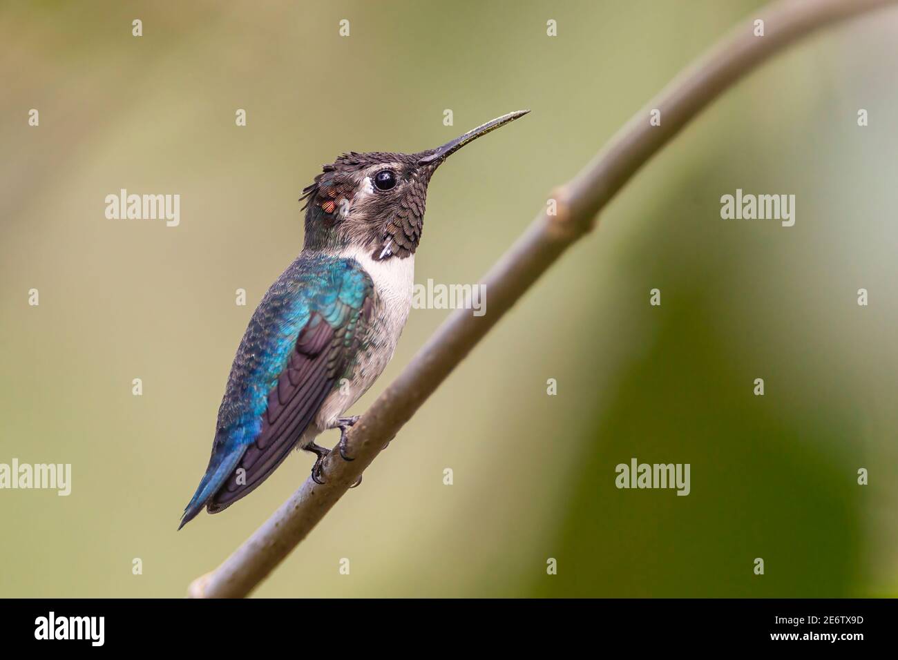 Female Bee Hummingbird