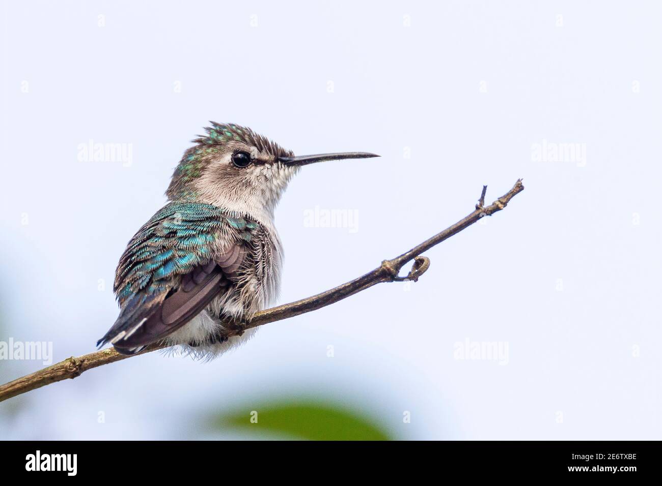 Worlds smallest bird hi-res stock photography and images - Alamy