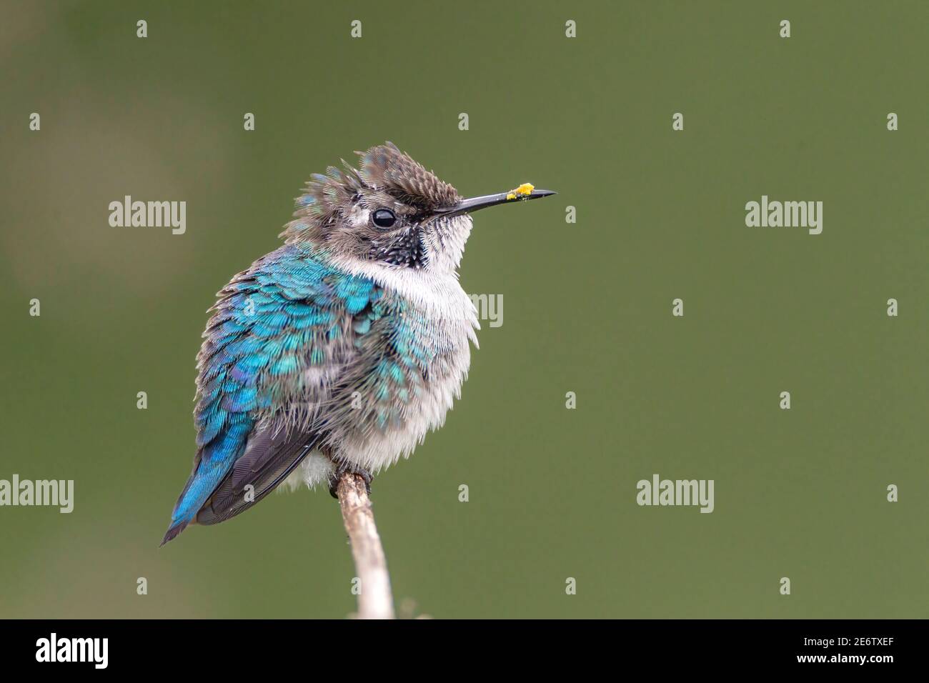 Bee Hummingbird Mellisuga Helenae Smallest High Resolution Stock ...