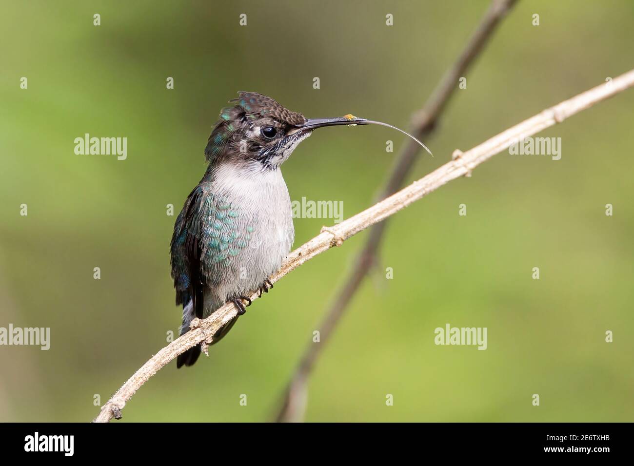 World's smallest bird hi-res stock photography and images - Alamy