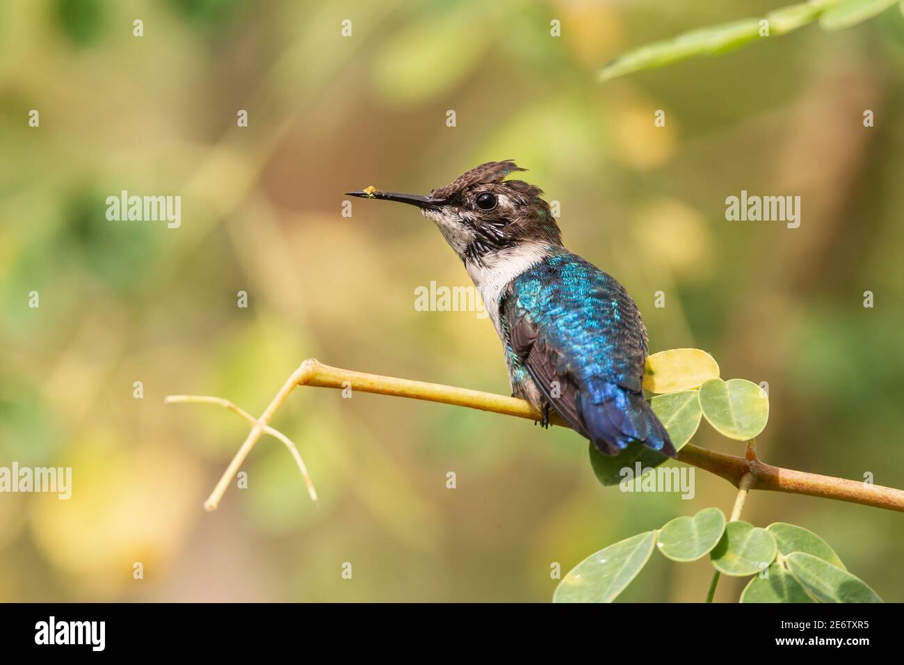 Worlds smallest bird hi-res stock photography and images - Alamy
