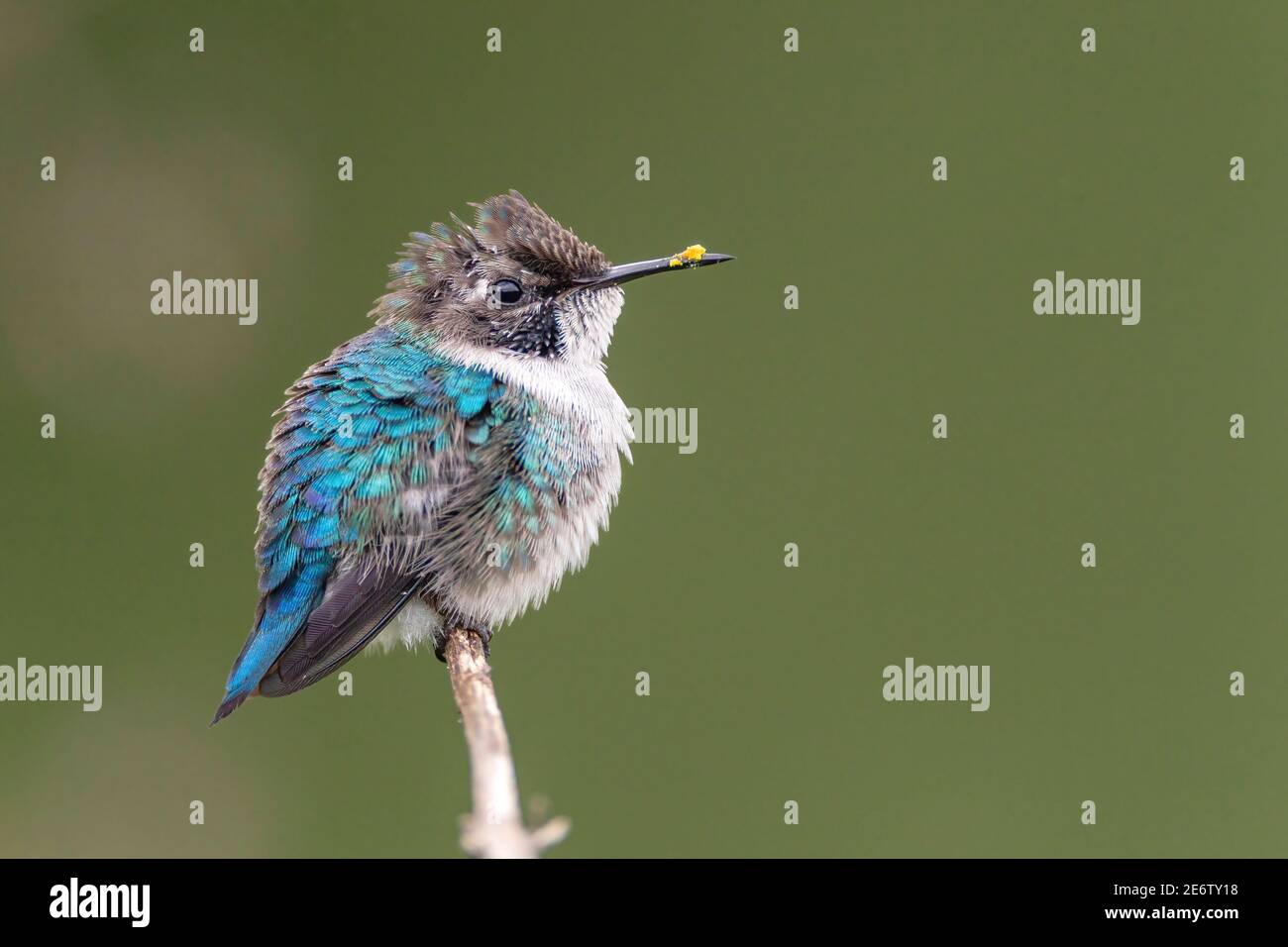 Worlds smallest bird hi-res stock photography and images - Alamy