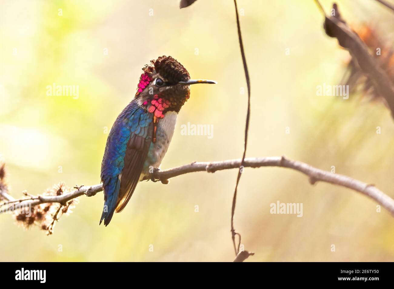bee hummingbird, Mellisuga helenae, the smallest bird in the world ...