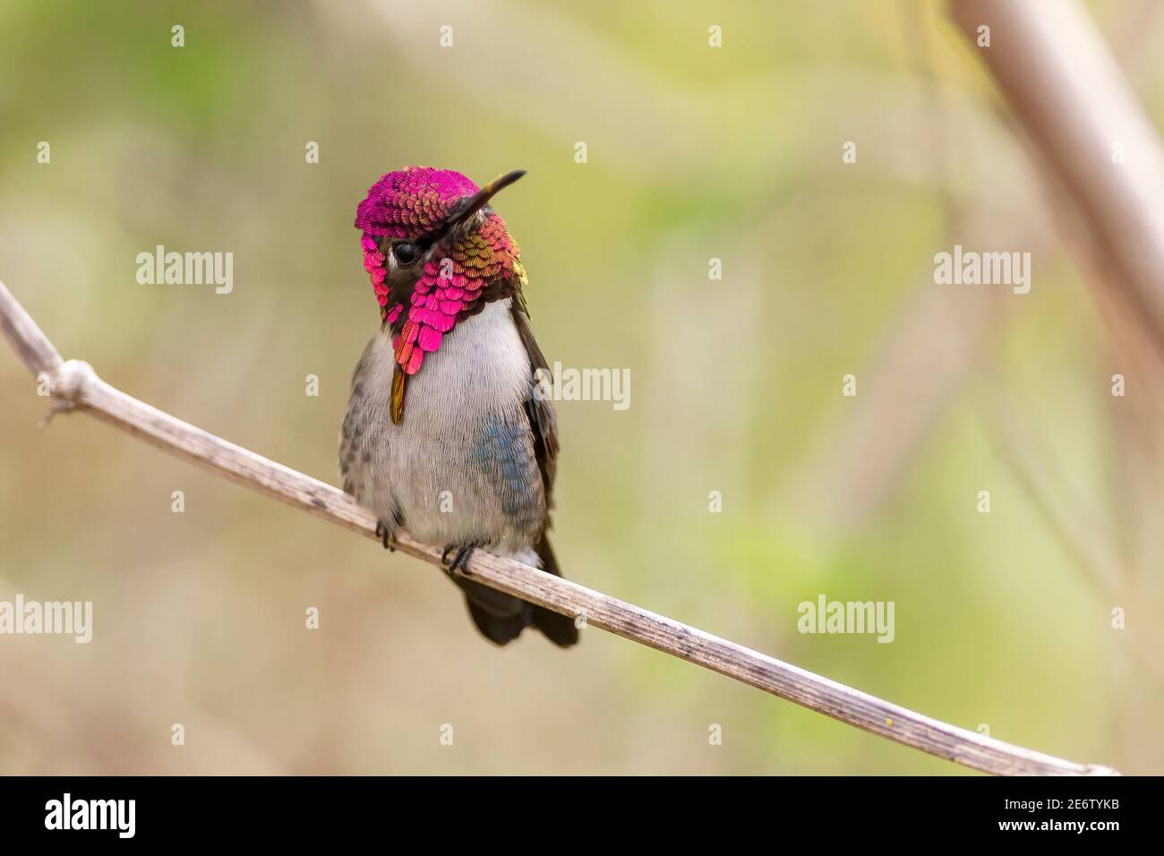 bee hummingbird, Mellisuga helenae, the smallest bird in the world ...