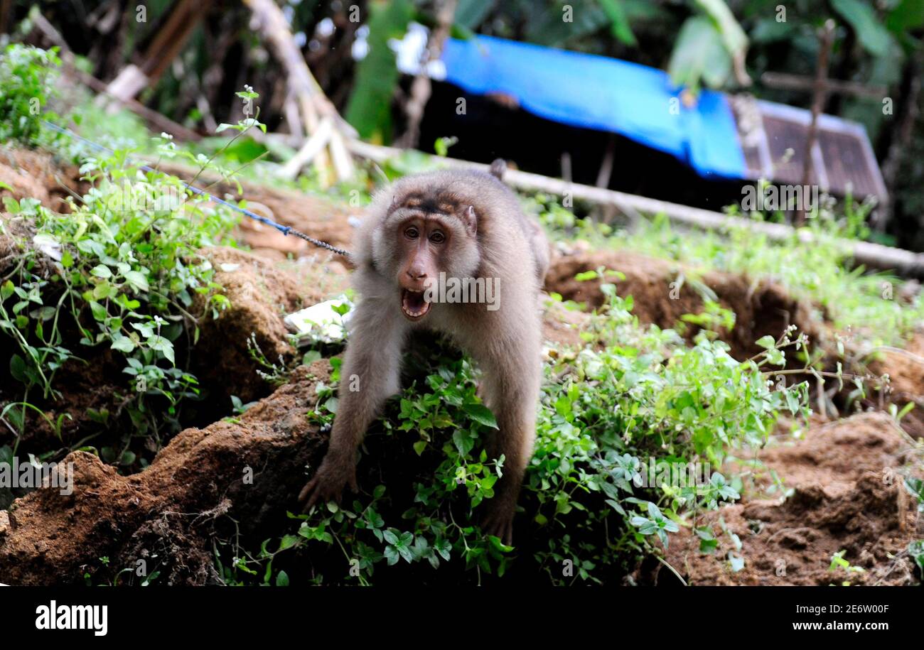 This devastating disease hi-res stock photography and images - Alamy