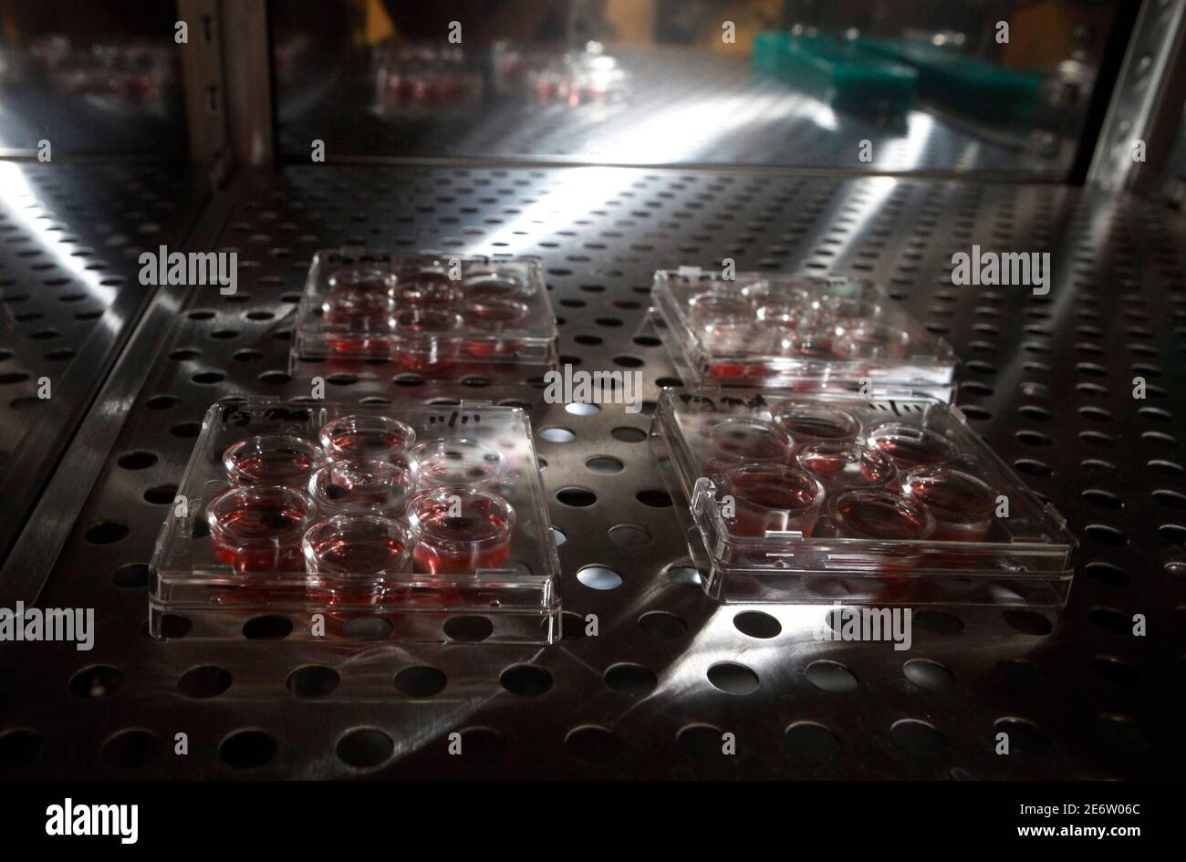 Human embryo cloning hi-res stock photography and images - Alamy