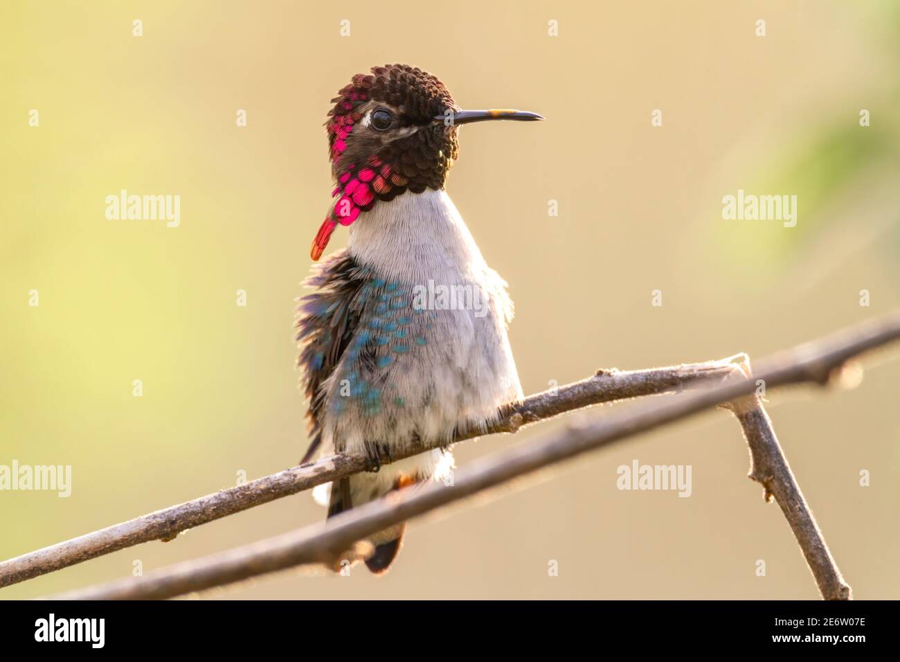 Bee hummingbirds in cuba hi-res stock photography and images - Alamy