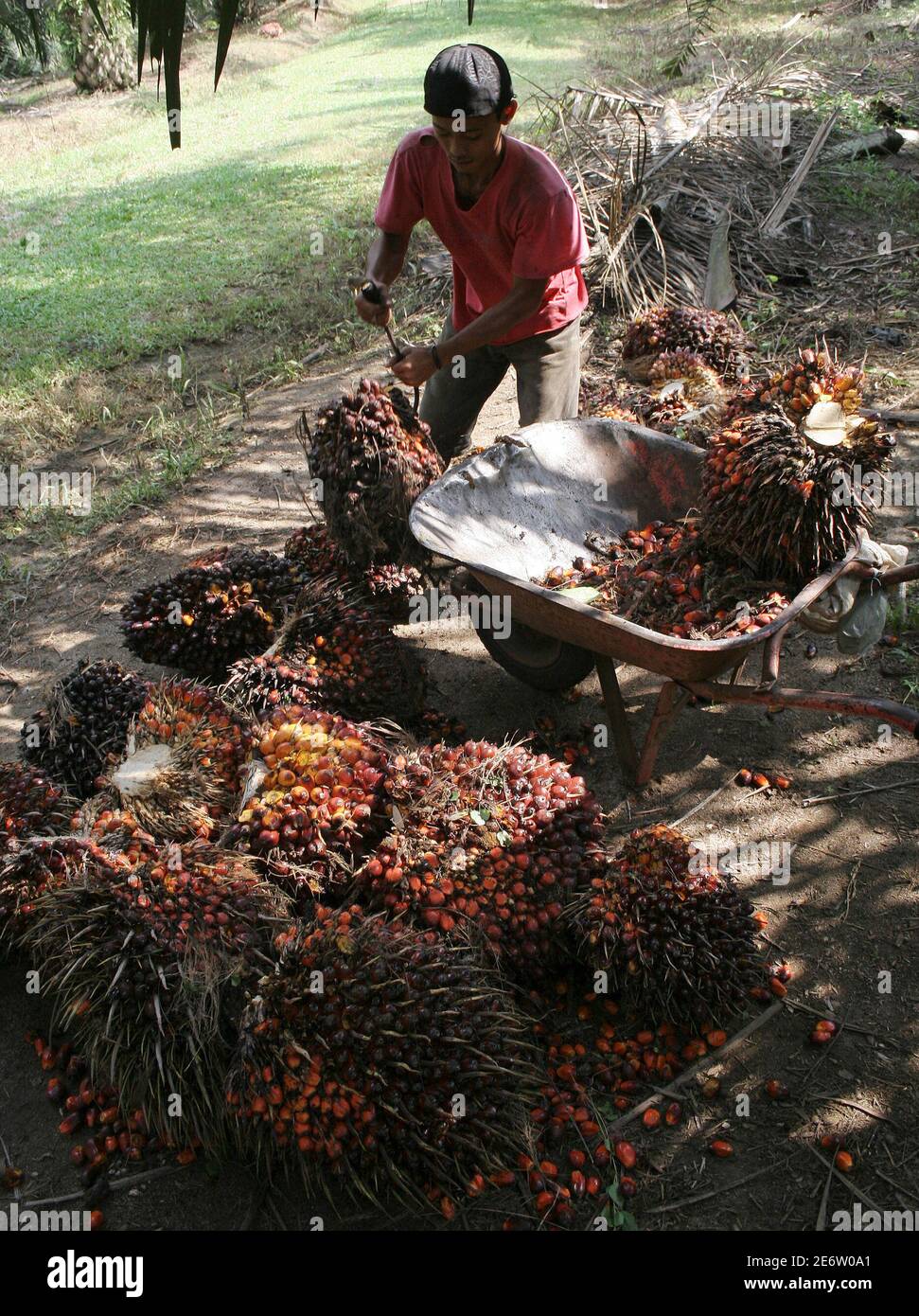 Palm oil harvest sumatra hi-res stock photography and images - Alamy