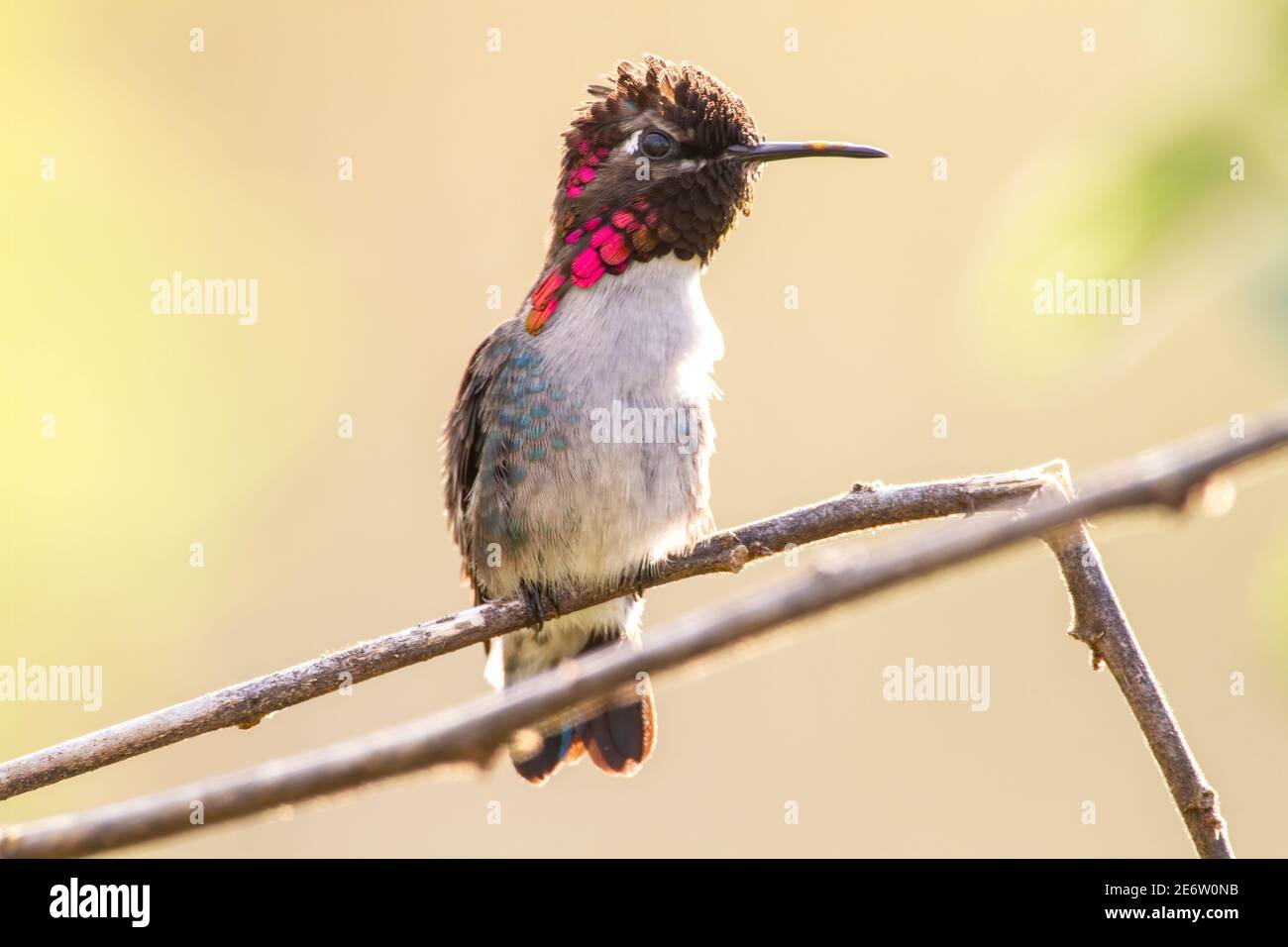 Worlds Smallest Bird High Resolution Stock Photography and Images - Alamy