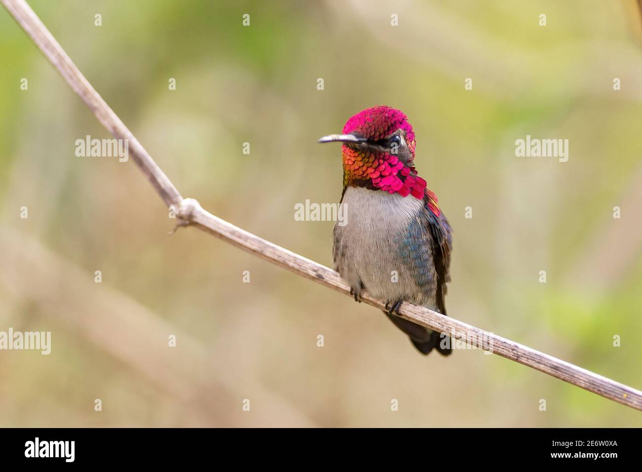Worlds smallest birds hi-res stock photography and images - Alamy