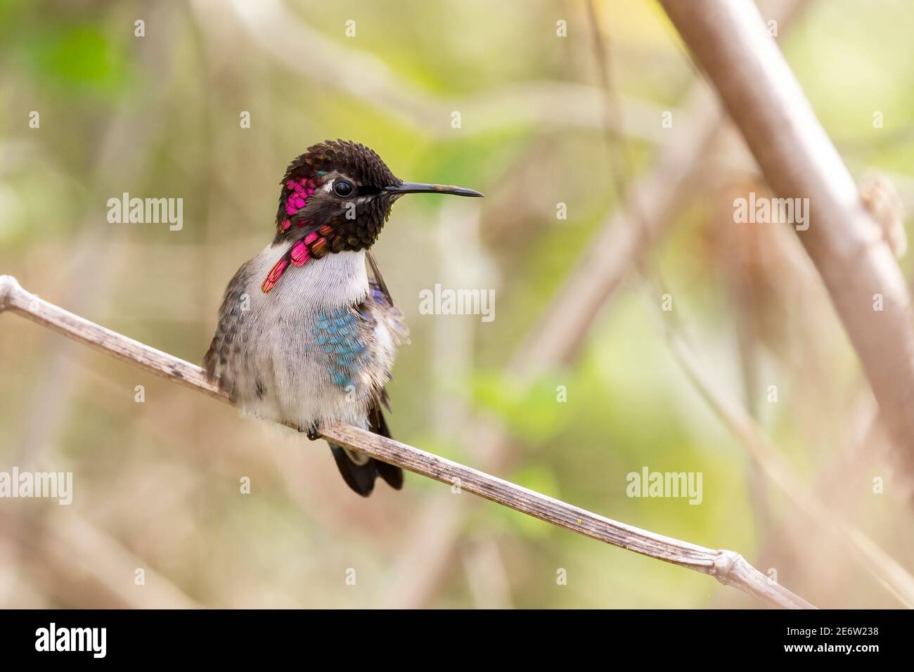 Worlds smallest birds hi-res stock photography and images - Alamy