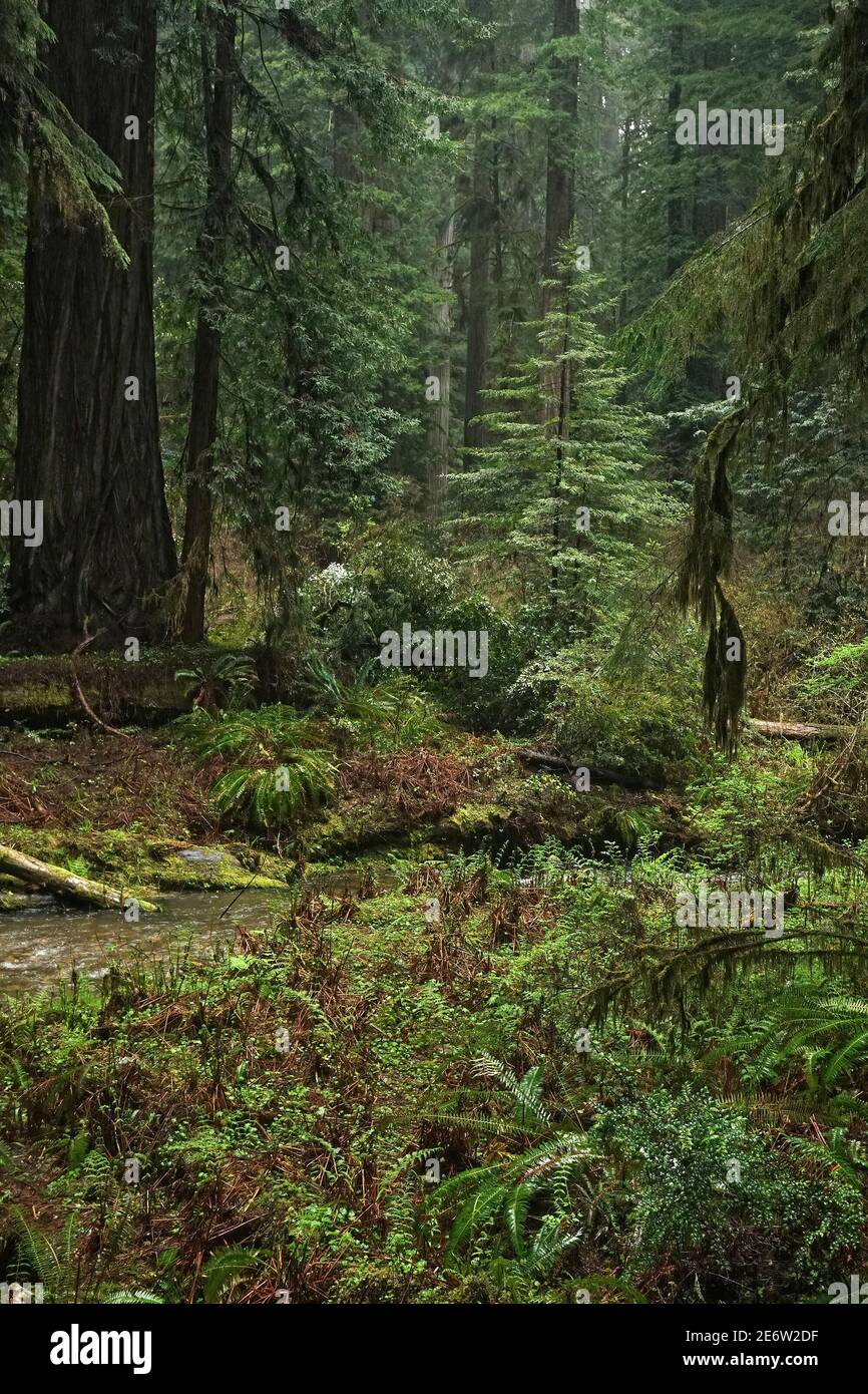 View on a cold rainforest, Grayback campground at Siskiyou National ...