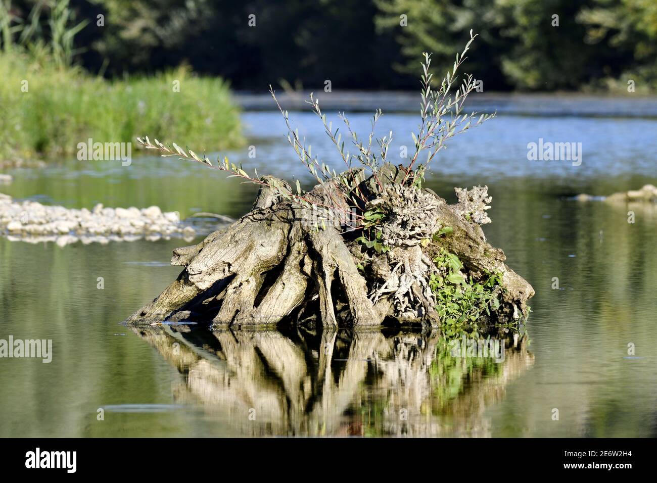 Willow root hi-res stock photography and images - Alamy