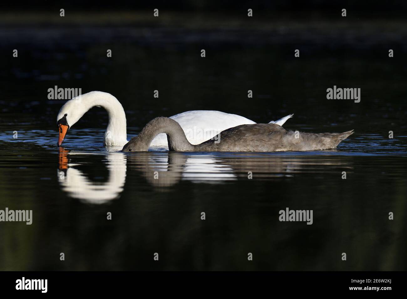 France, Doubs, bird, Mute swan (Cygnus olor) and its young Stock Photo ...