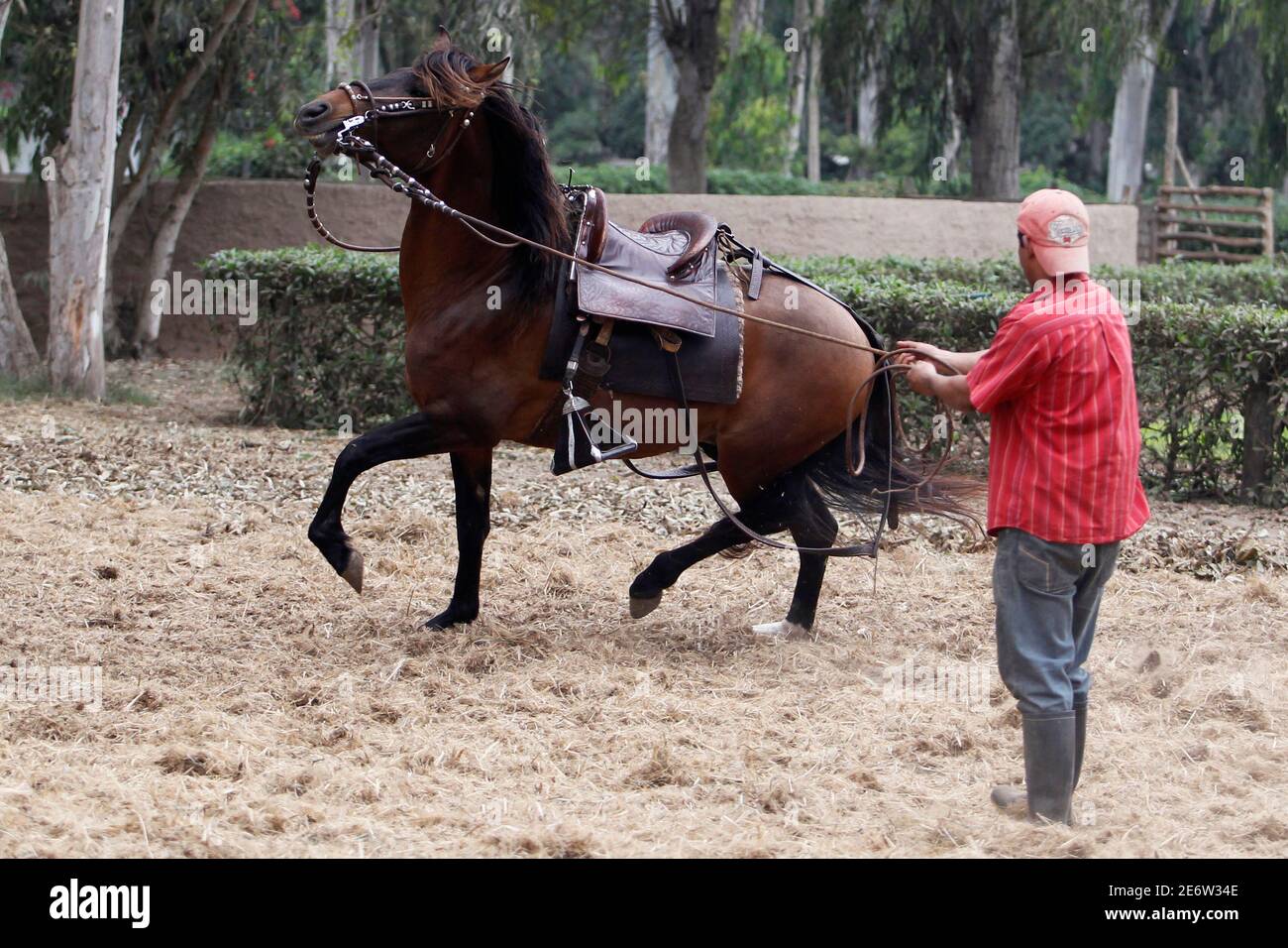 Paso Peruano Horse High Resolution Stock Photography and Images - Alamy