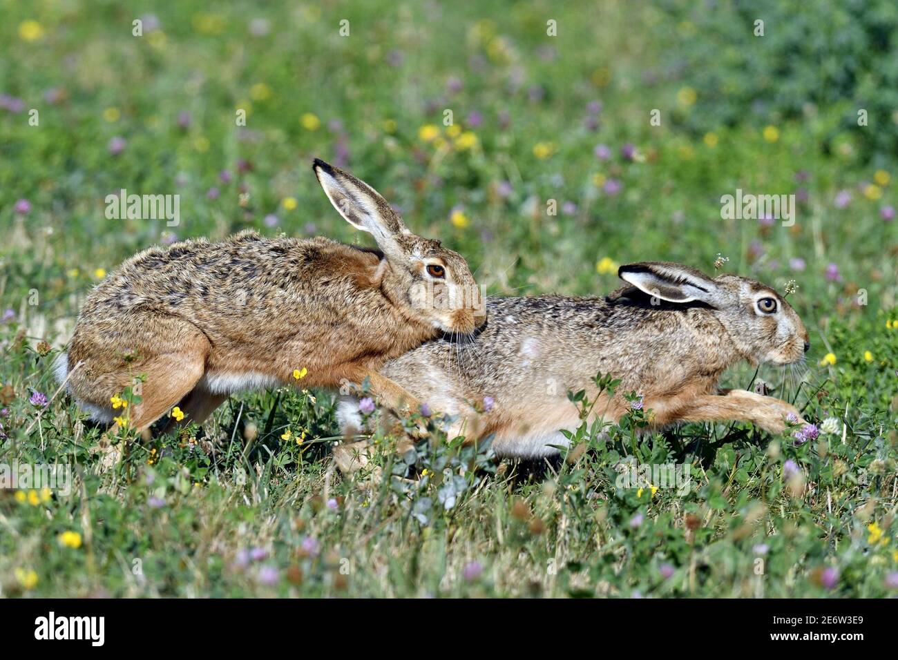 Mammal mating hi-res stock photography and images - Alamy